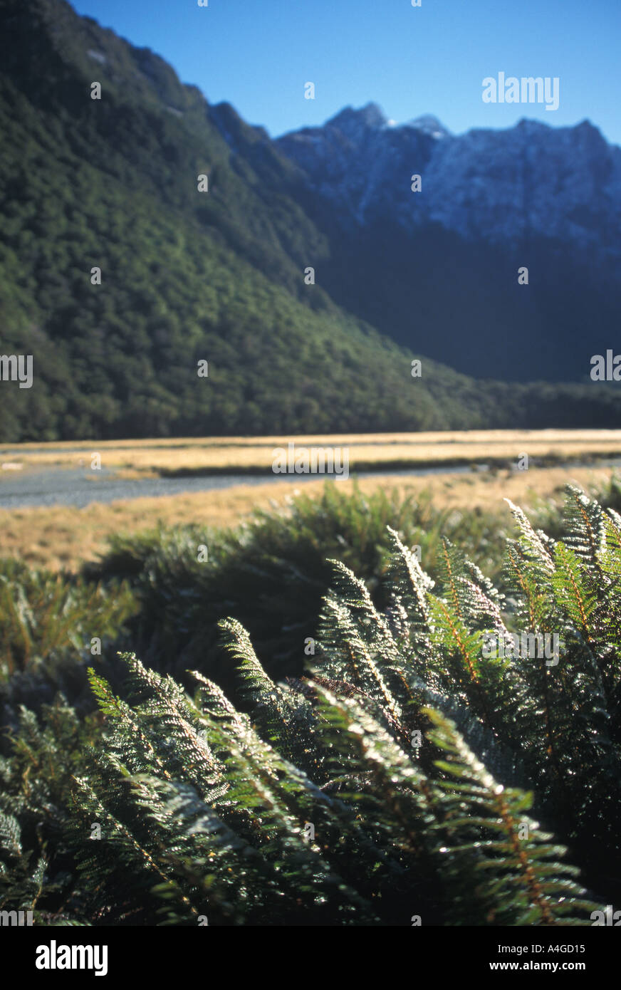 Alpine ferns hi-res stock photography and images - Alamy