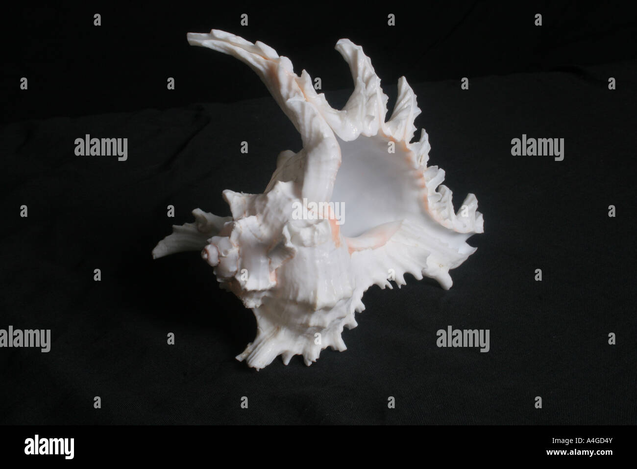 Seashell with spikes Stock Photo - Alamy