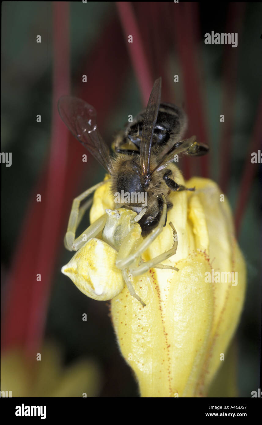 Invertebrate Spider Lemon Stock Photo - Alamy
