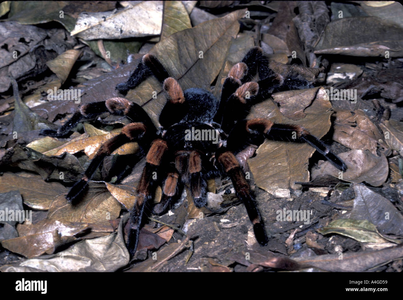 Invertebrate Spider Bird eating Stock Photo - Alamy