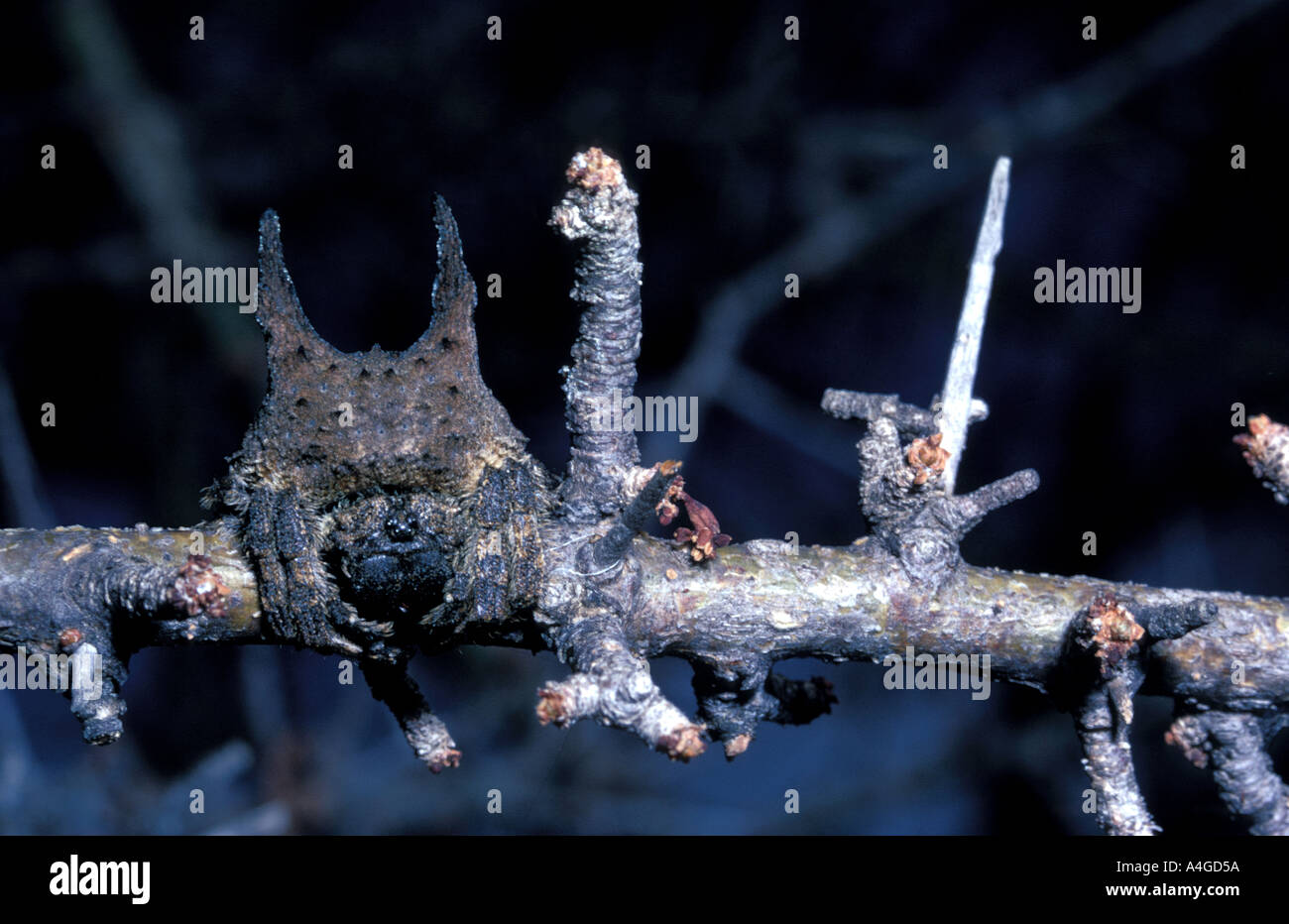 Invertebrate Spider Acacia thorns Stock Photo - Alamy