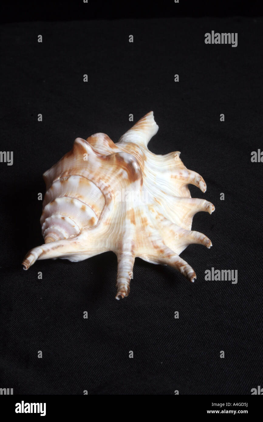 Seashell with Spikes Stock Photo - Alamy