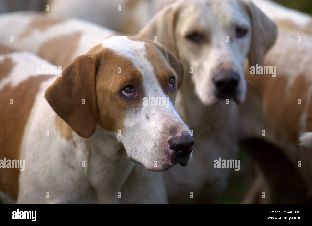 The fox and the hound hi-res stock photography and images - Alamy
