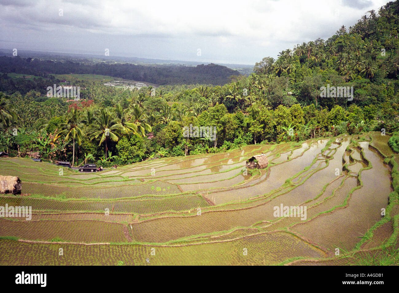 Bali tiered rice paddy indonesia High Resolution Stock Photography and ...