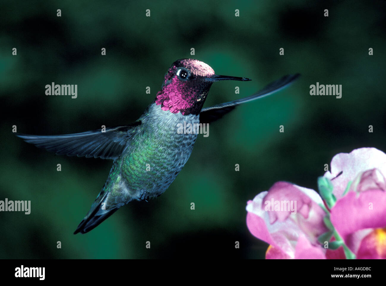 BIRD HUMMINGBIRD Anna s Stock Photo - Alamy