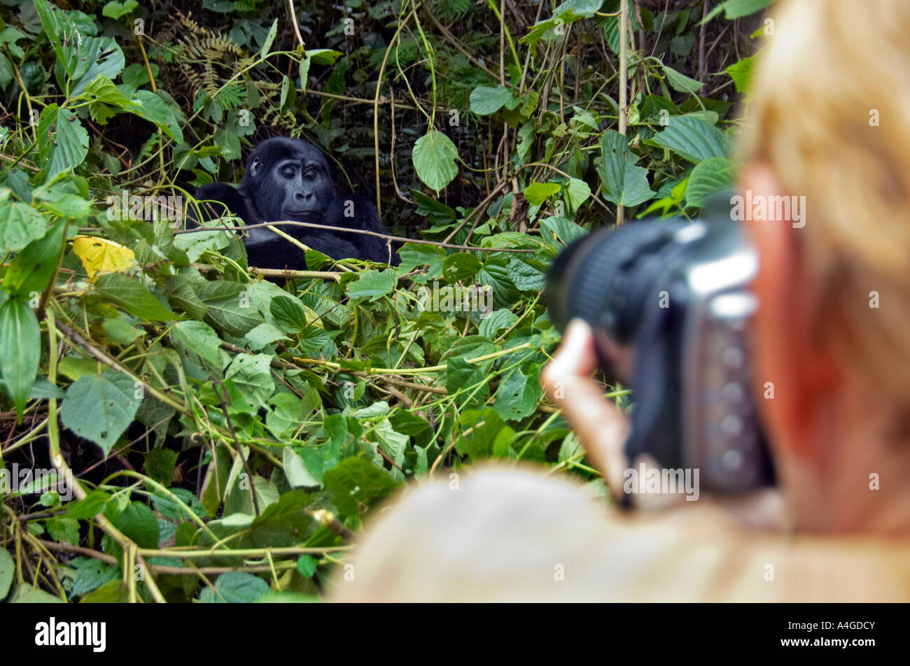Mountain Gorilla Tracking Bwindi Impenetrable Forest National Park ...