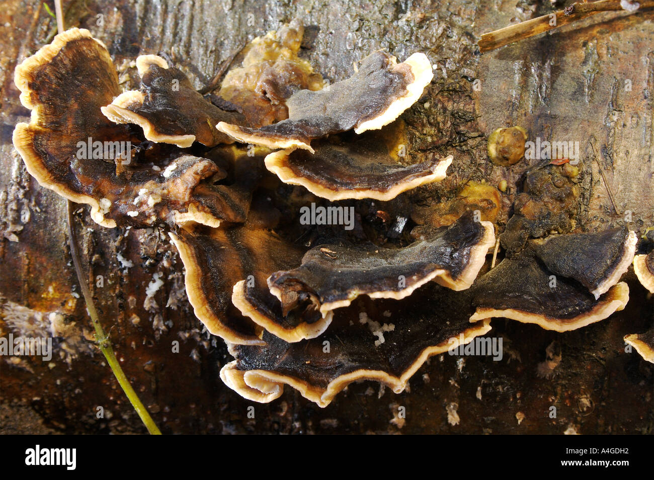 Mushroom growing on a tree Stock Photo - Alamy