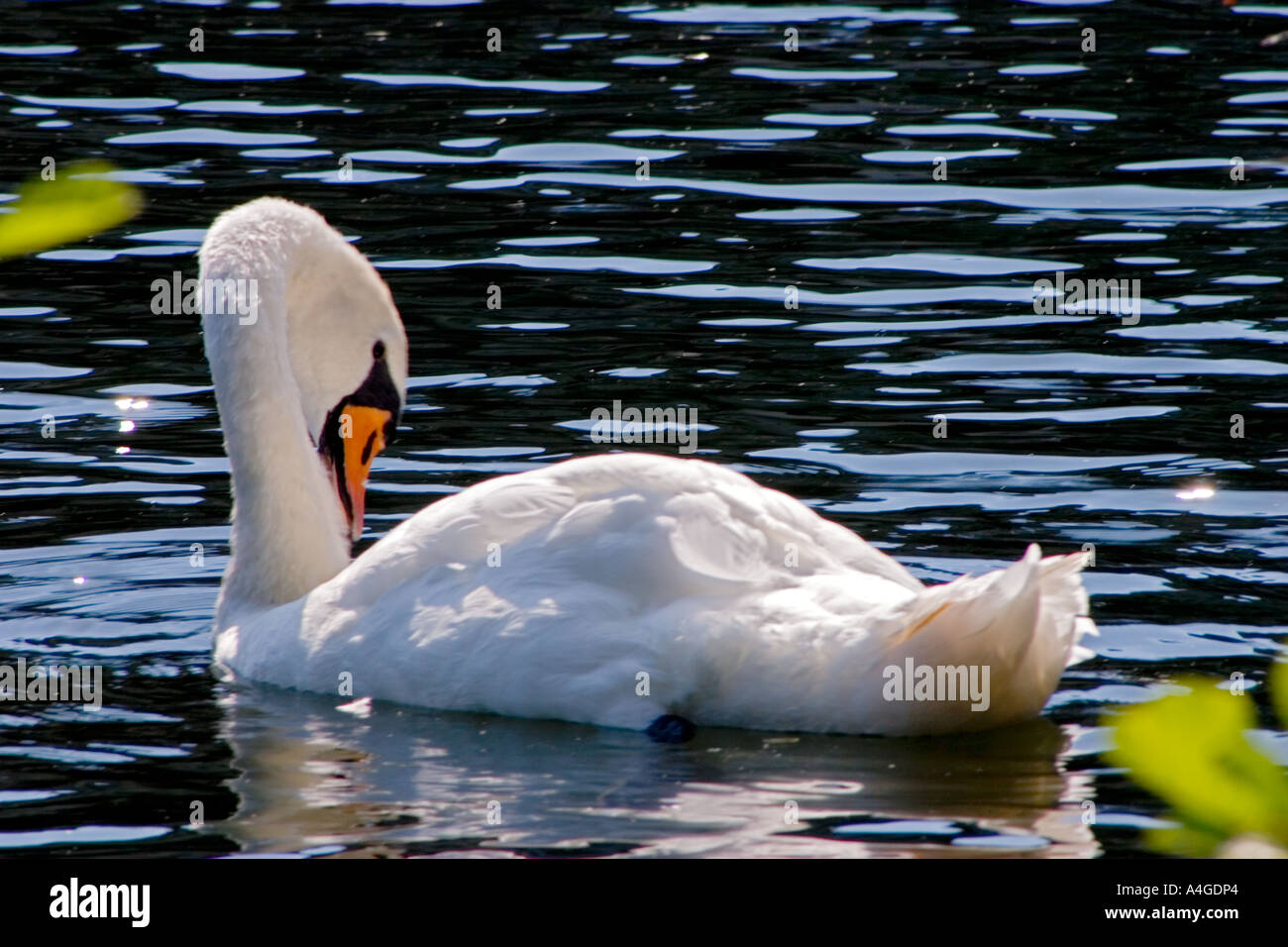 Swan thames hi-res stock photography and images - Alamy