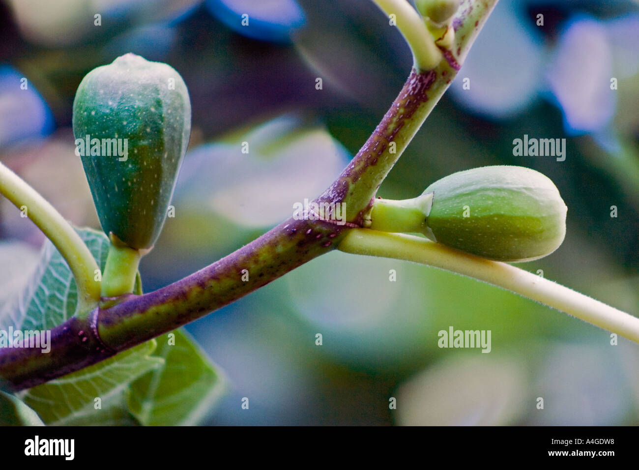 Immature figs hi-res stock photography and images - Alamy