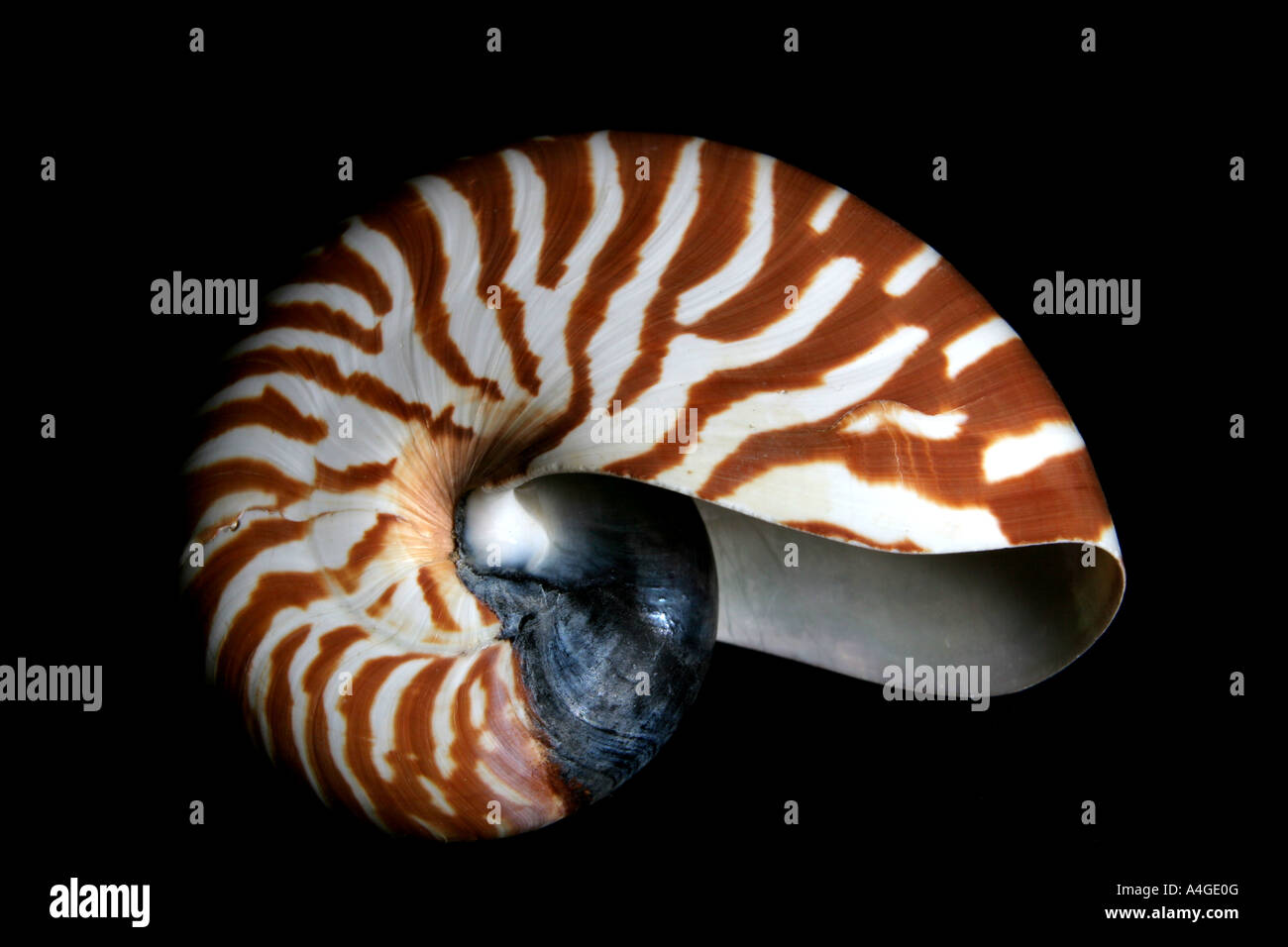 Chambered nautilus shell hi-res stock photography and images - Alamy