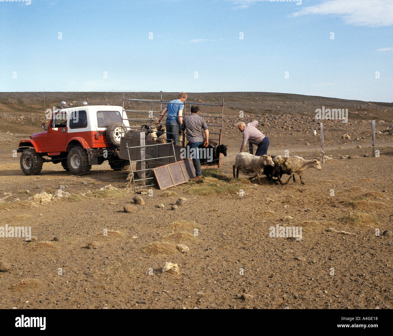 EUROPE ICELAND Sheep farmer unloading sheep into corral Stock Photo - Alamy