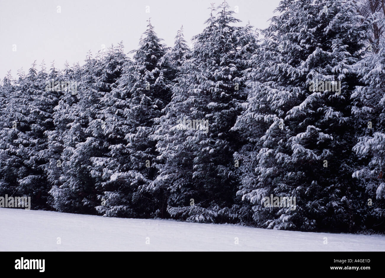 Heston park hi-res stock photography and images - Alamy