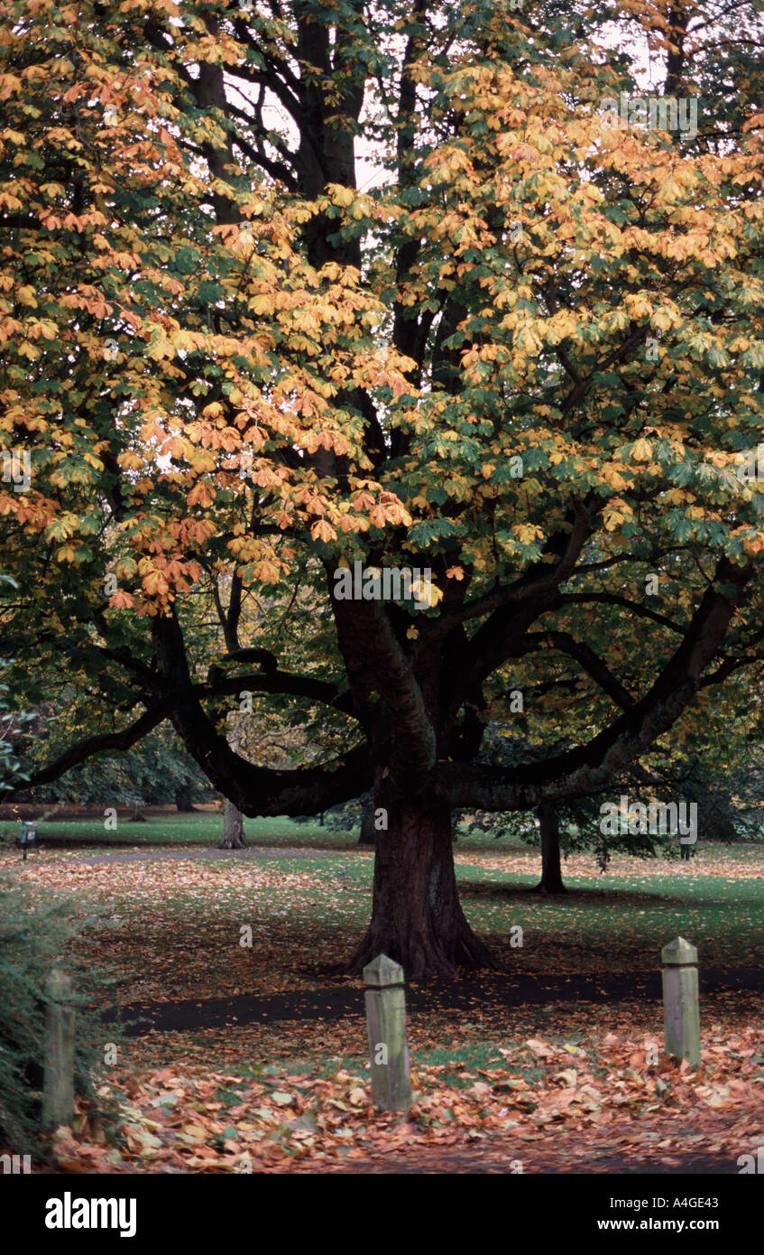 Autumn in Henrietta Park Bath Spa, Somerset, England UK Stock Photo - Alamy