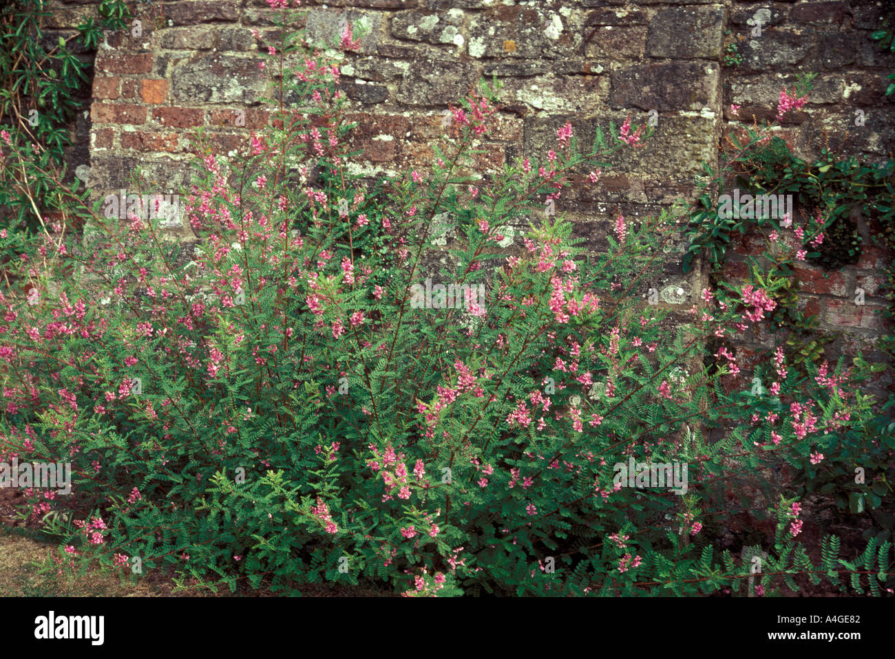 PLANT INDIGOFERA TINCTORIA Stock Photo - Alamy