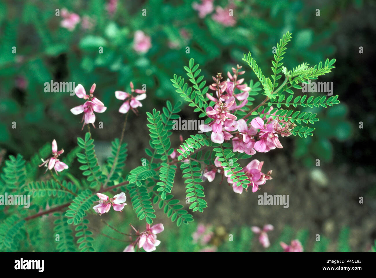 PLANT INDIGOFERA TINCTORIA Stock Photo - Alamy