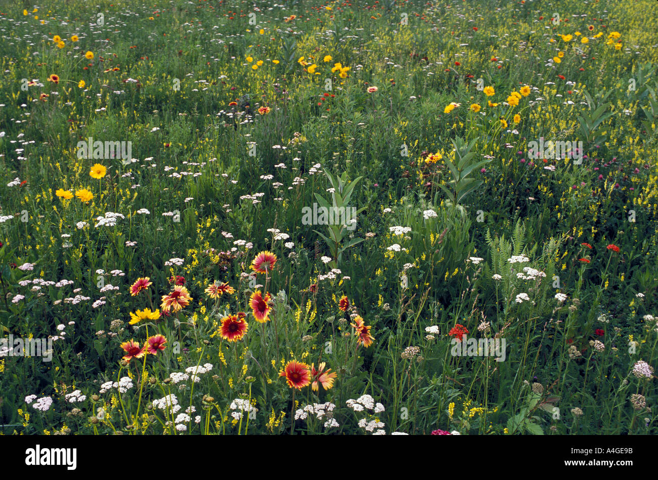 Prairie ecosystem hi-res stock photography and images - Alamy