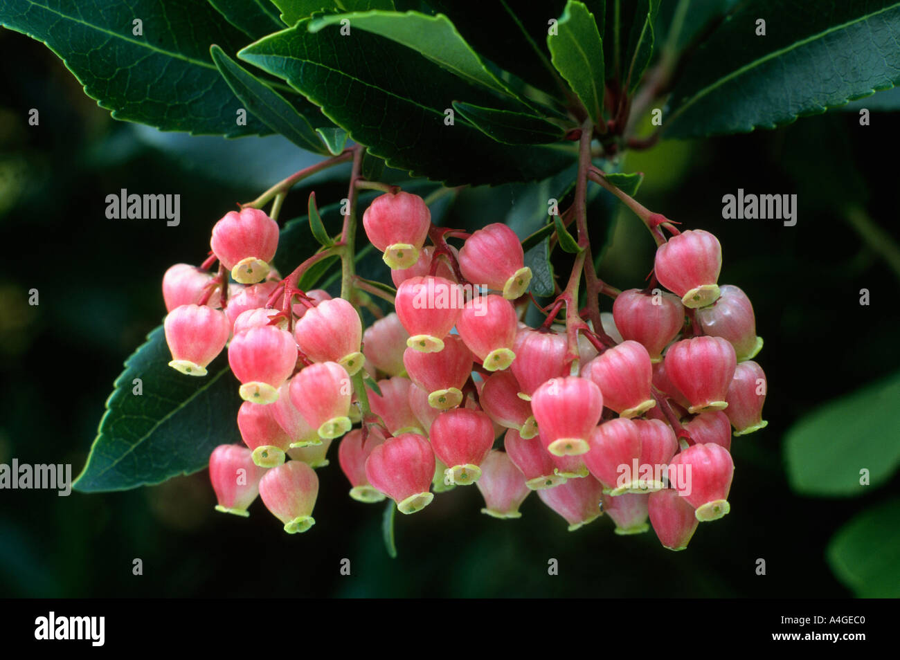 Arbutus unedo rubra hi-res stock photography and images - Alamy
