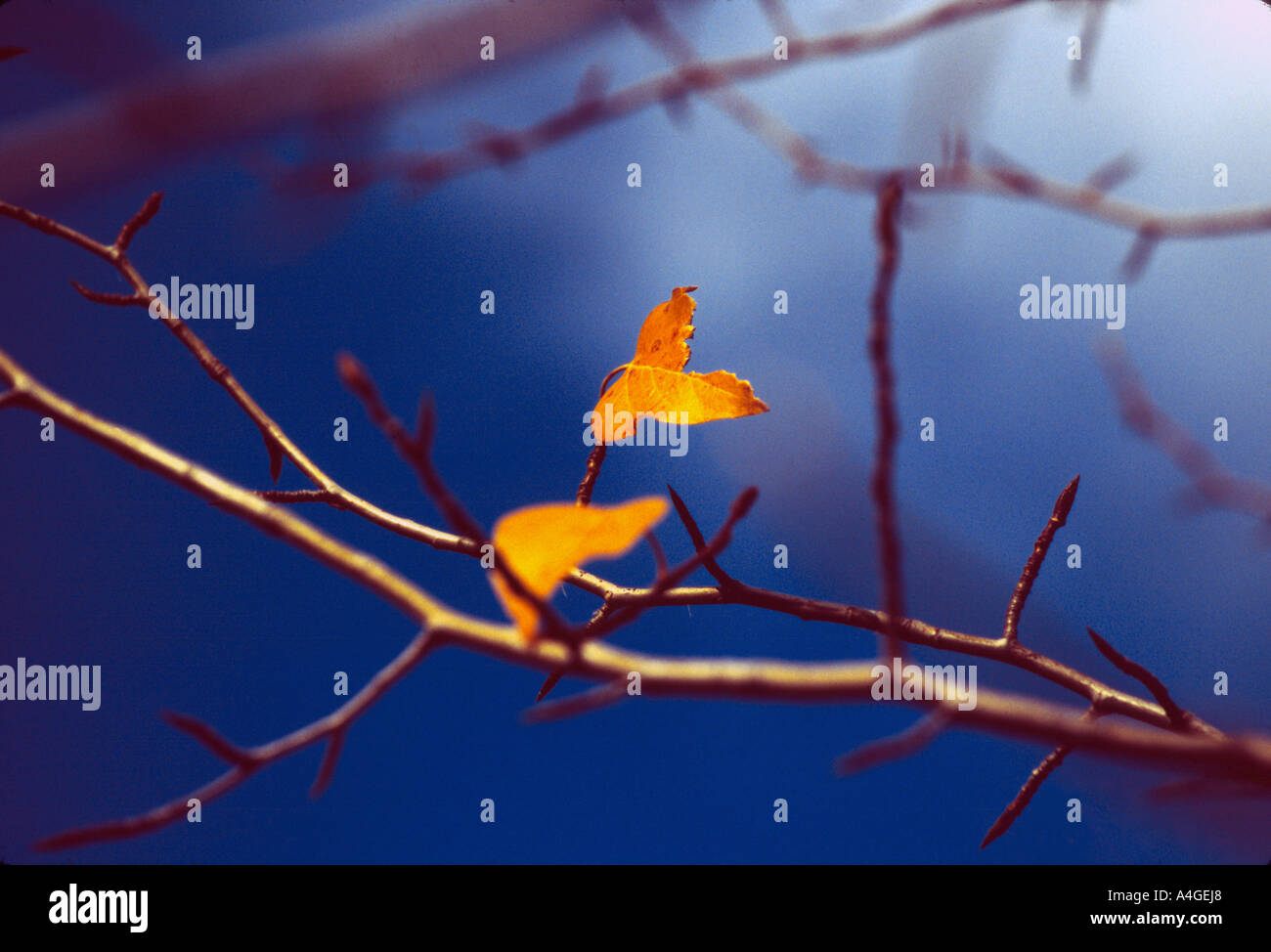 Yellow leaves banff hi-res stock photography and images - Alamy