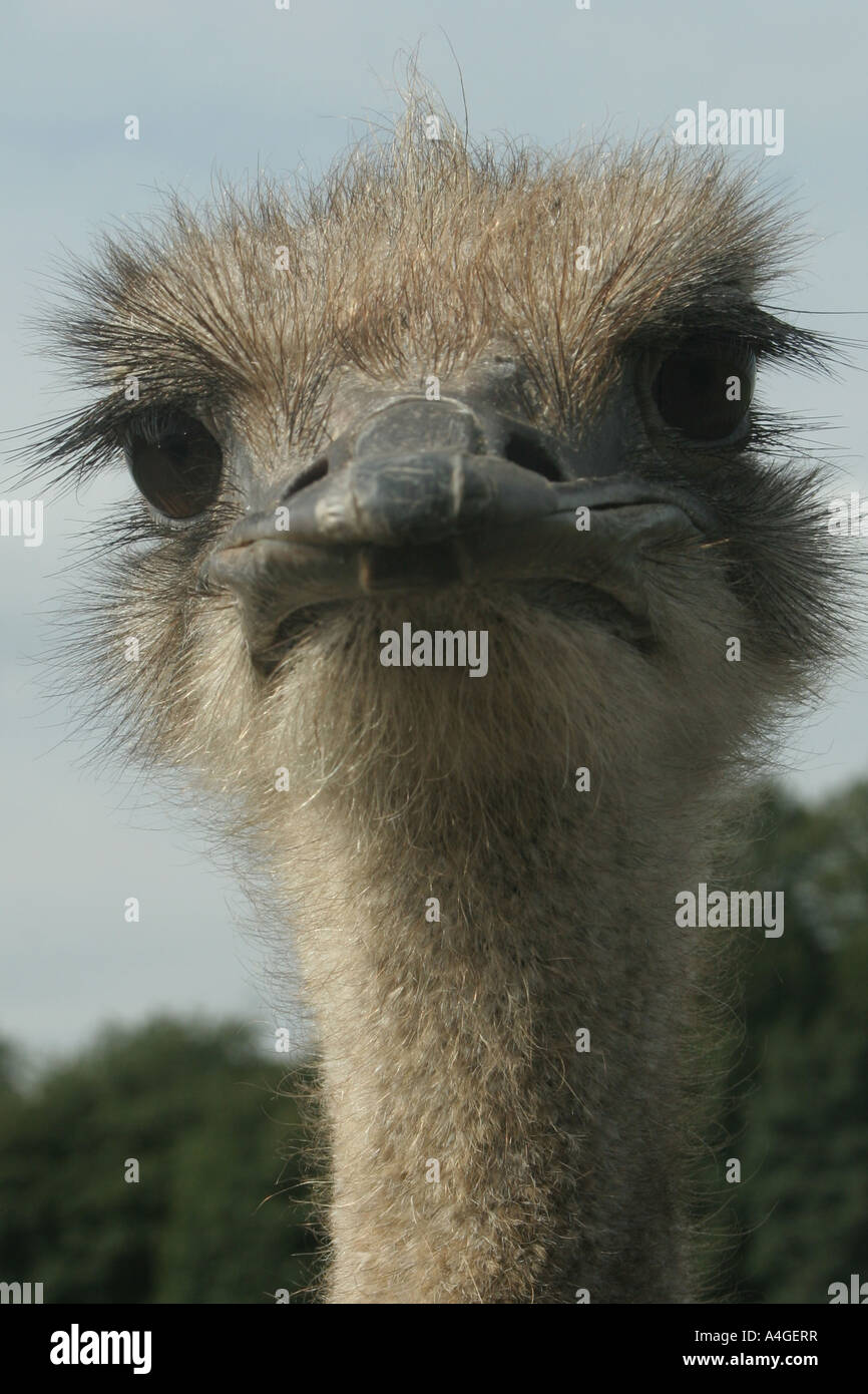 Close up of female ostrich face Stock Photo - Alamy
