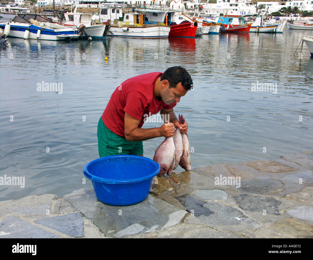 Greek man cleaning fish Stock Photo - Alamy