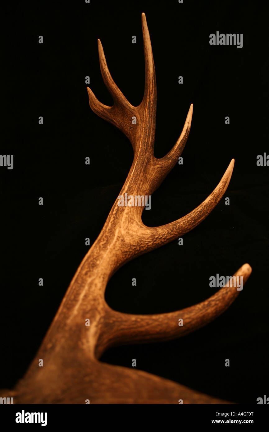 Antler shape hi-res stock photography and images - Alamy