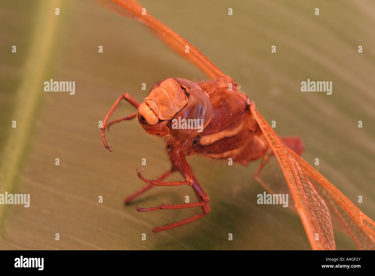 Odonata hi-res stock photography and images - Alamy