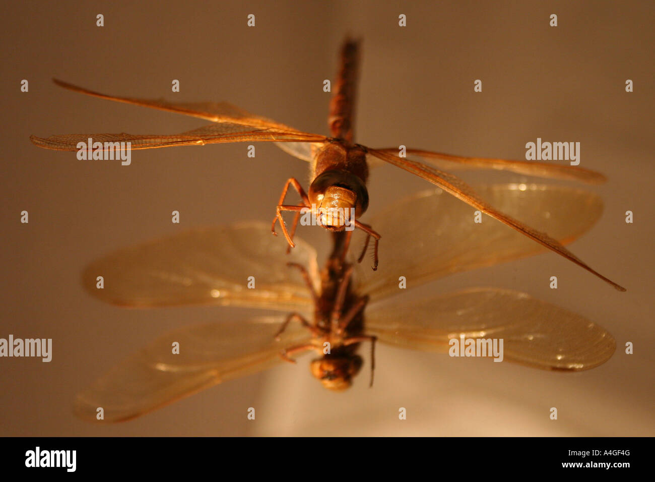 Mirror image of Dragonfly (odonata) with reflection Stock Photo - Alamy