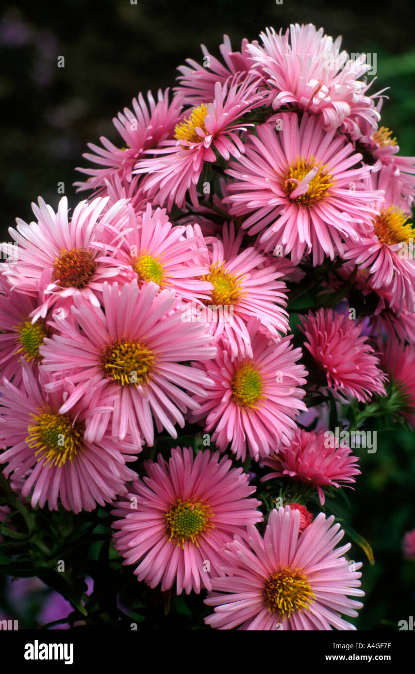 Aster novae angliae Harrington s Pink Stock Photo - Alamy