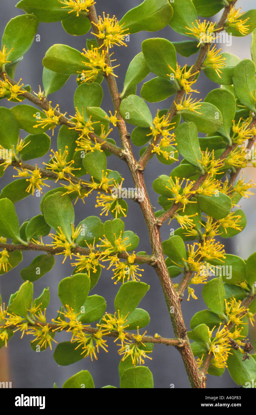 Azara microphylla AGM evergreen shrub yellow flower early Spring garden ...
