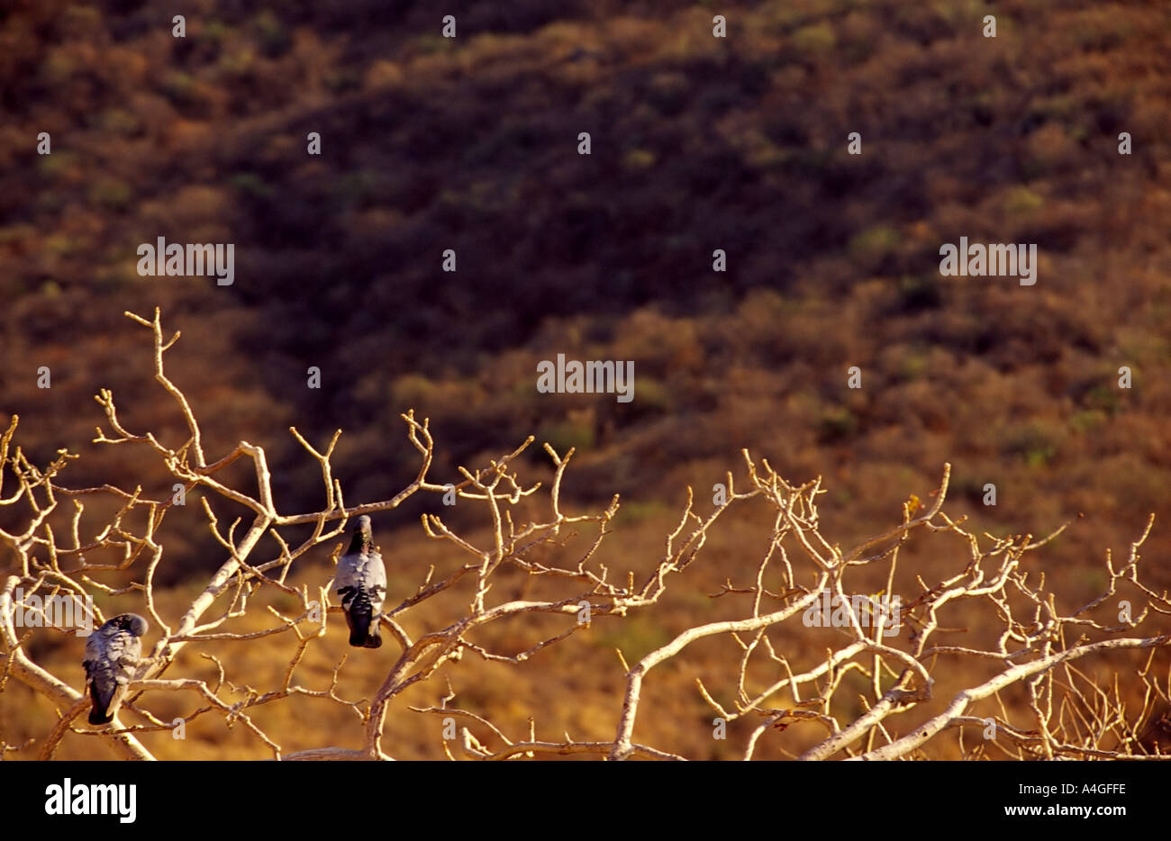 Tree growing from a cliff hi-res stock photography and images - Alamy