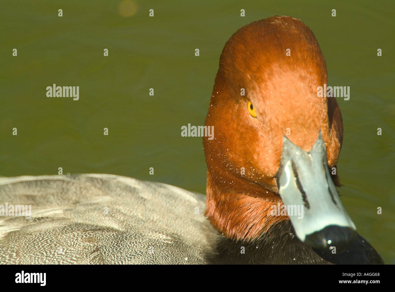 Redhead duck male Stock Photo - Alamy