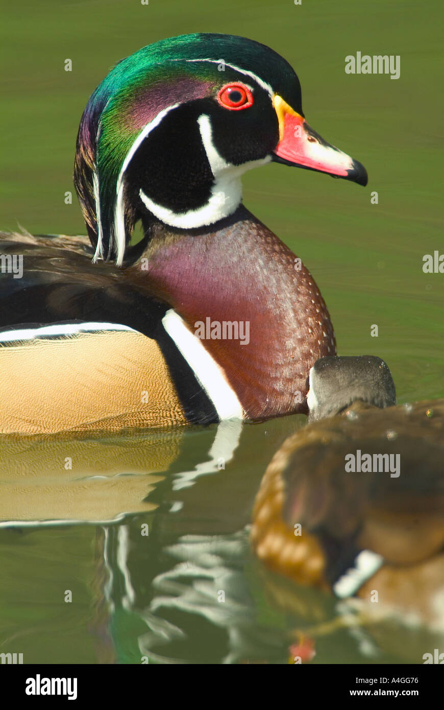 Wood Duck or Carolina Duck, Aix sponsa breeding pair Stock Photo - Alamy