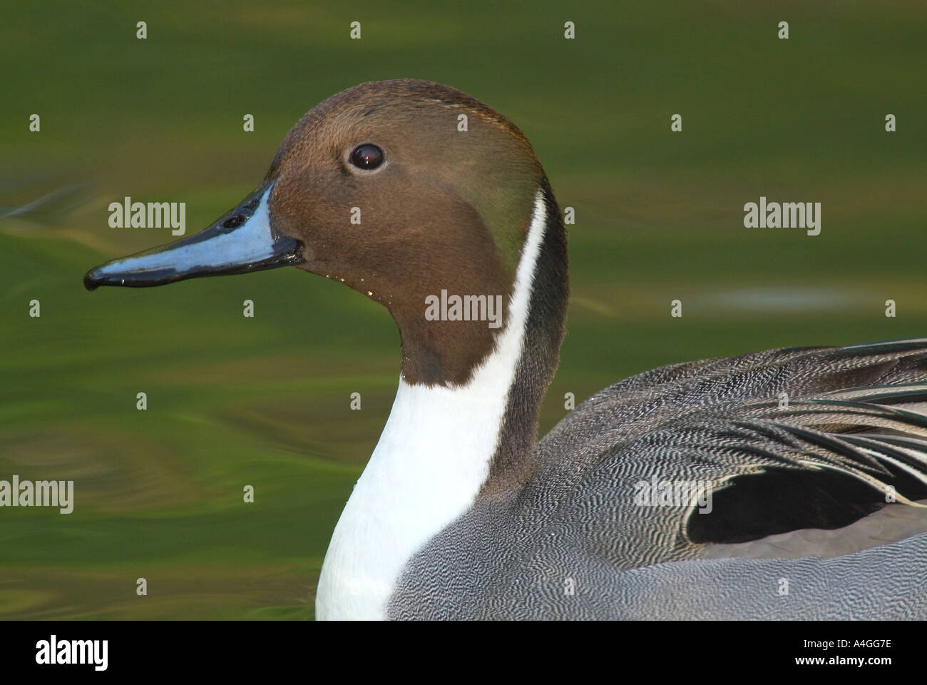 Mating pintail hi-res stock photography and images - Alamy