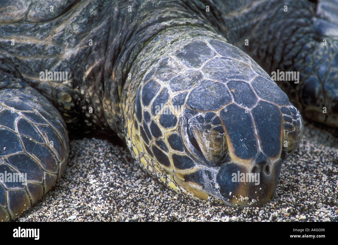 Green Sea Turtle close up Big Island Hawaii U S A Stock Photo - Alamy