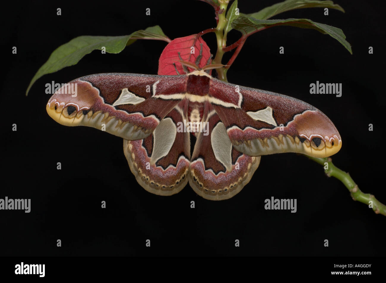 Rothschildia moth hi-res stock photography and images - Alamy