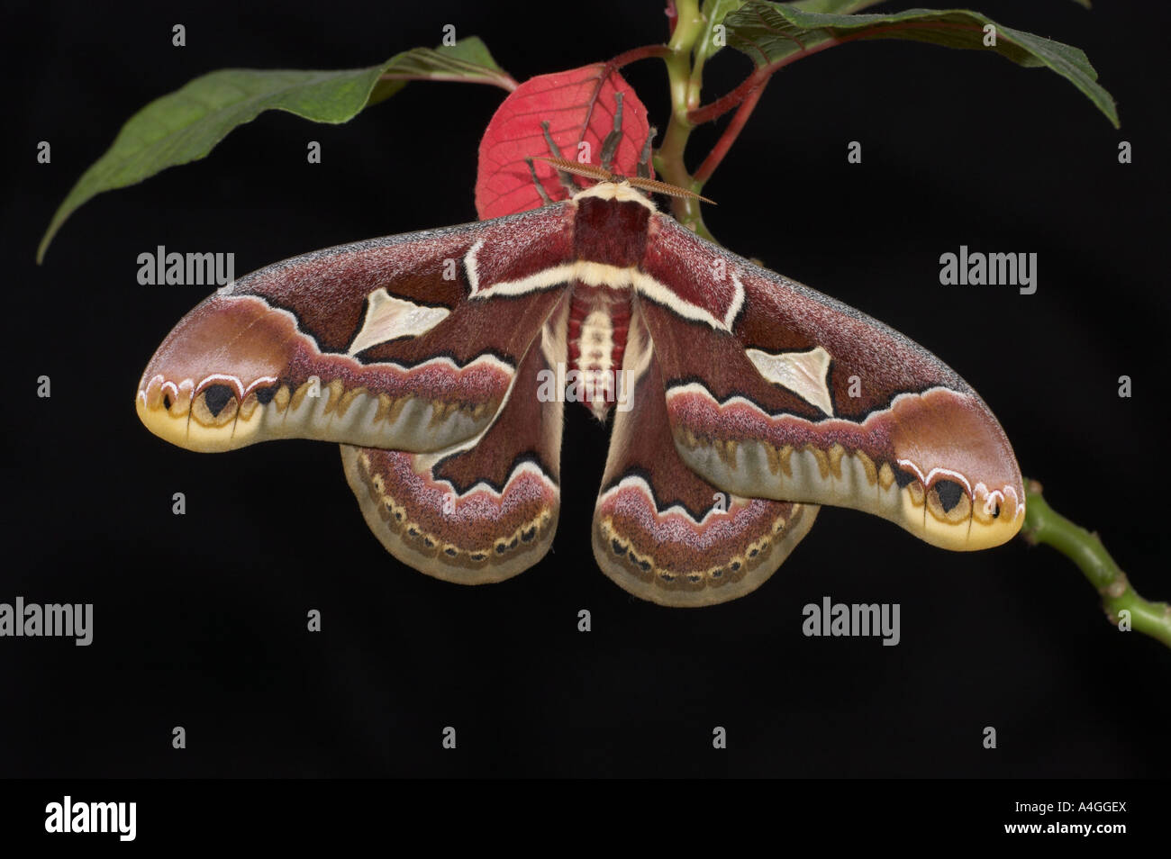 Rothschildia moth hi-res stock photography and images - Alamy