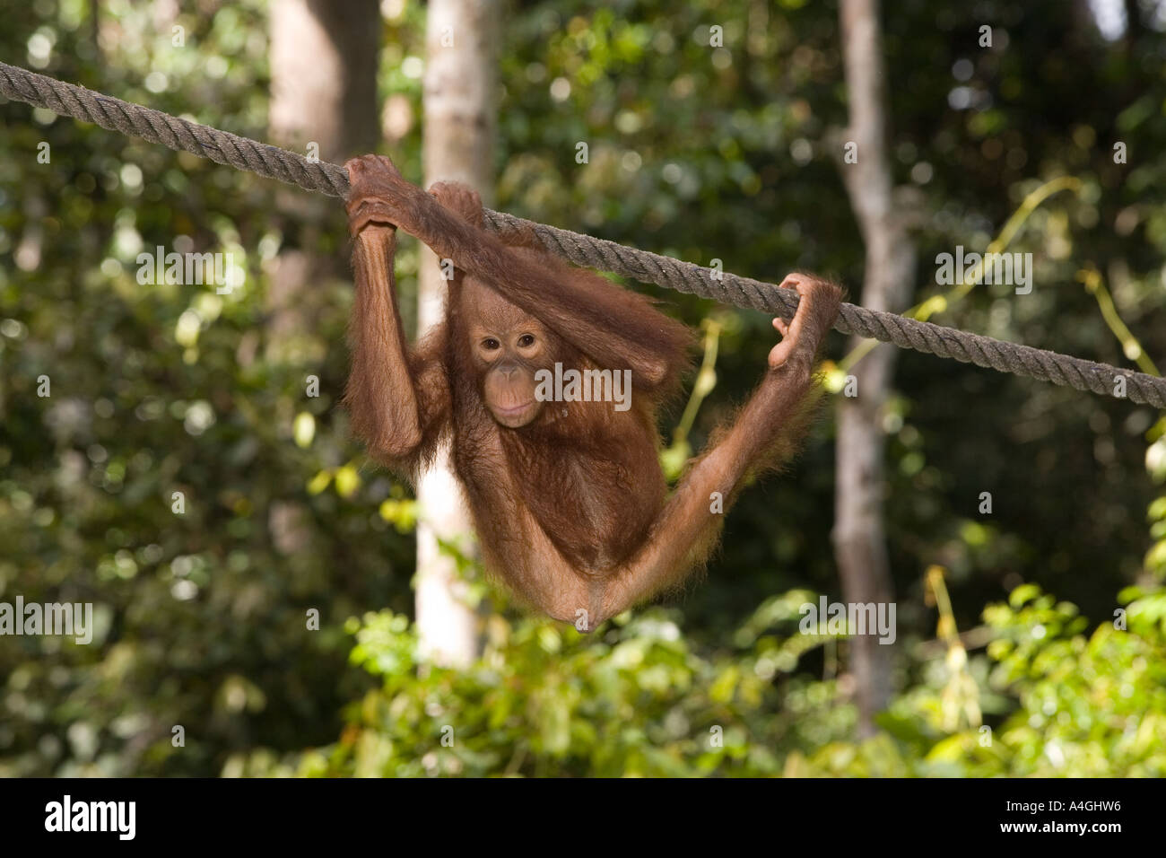 Malaysia Borneo Sabah Sepilok primates young Orang utang Pongo pygmaeus ...