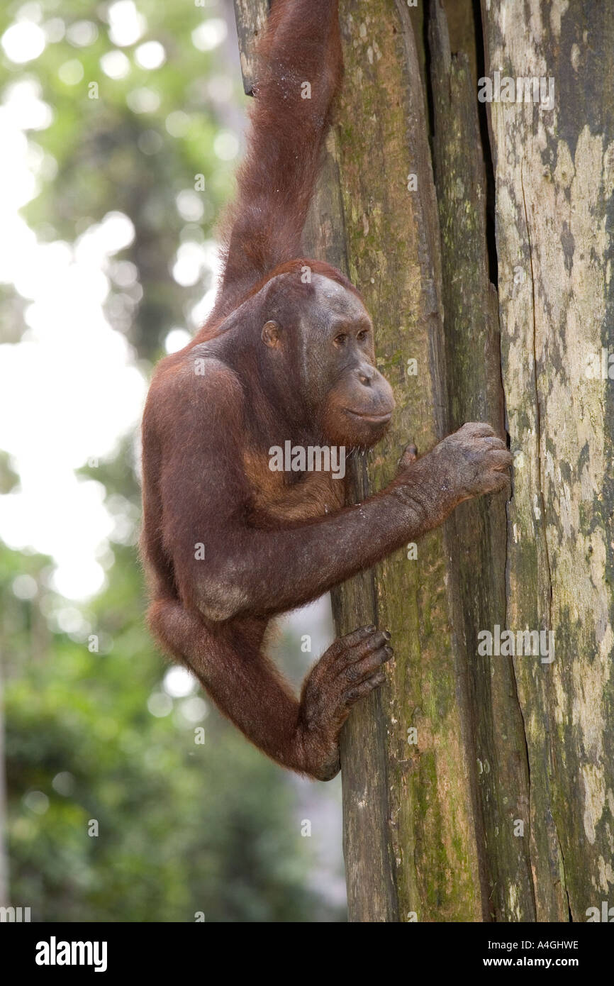 Malaysia Borneo Sabah Sepilok primates young male Orang utang Pongo ...