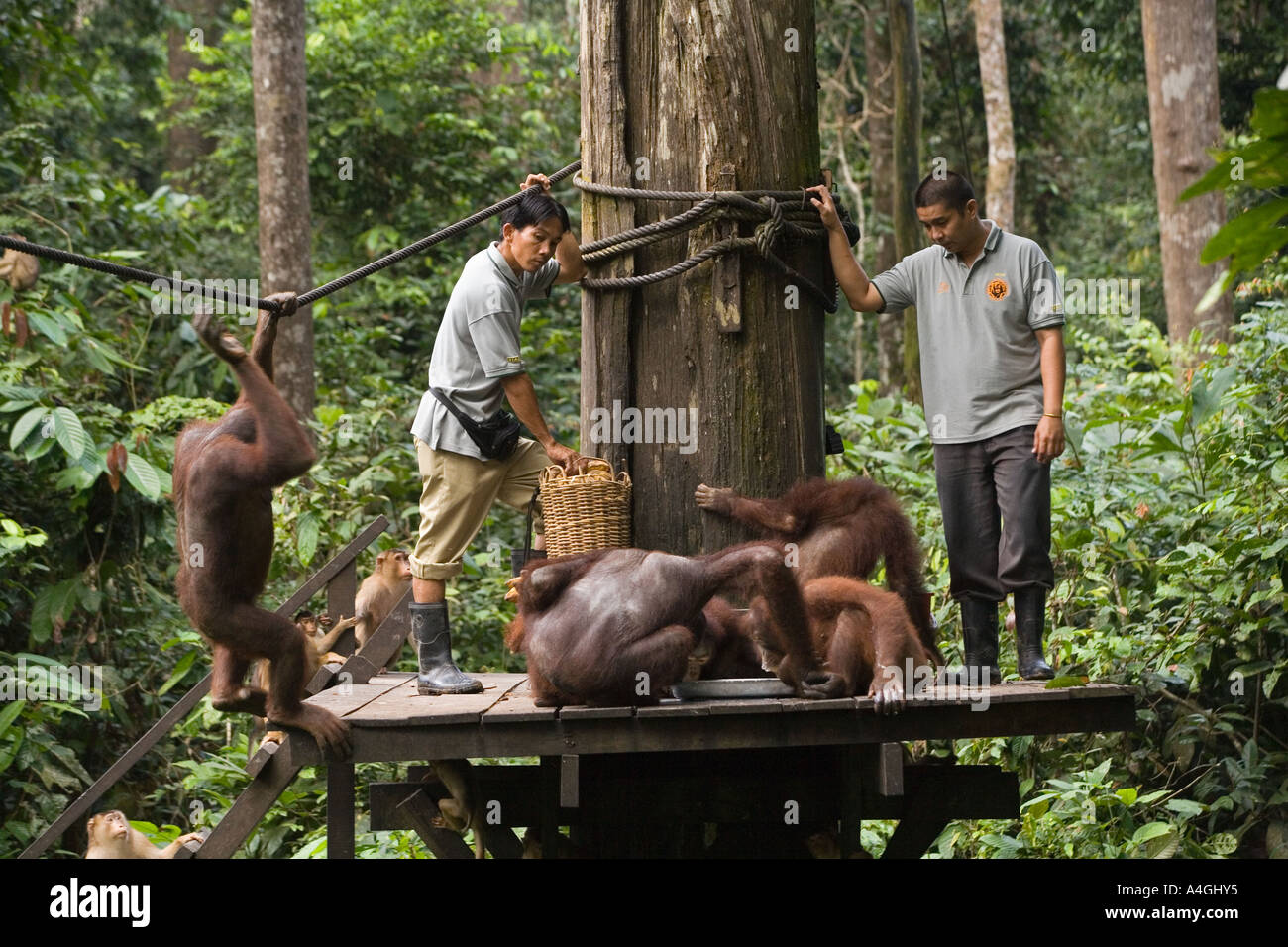 Malaysia Borneo Sabah Sepilok primates feeding orphaned Orang utangs ...