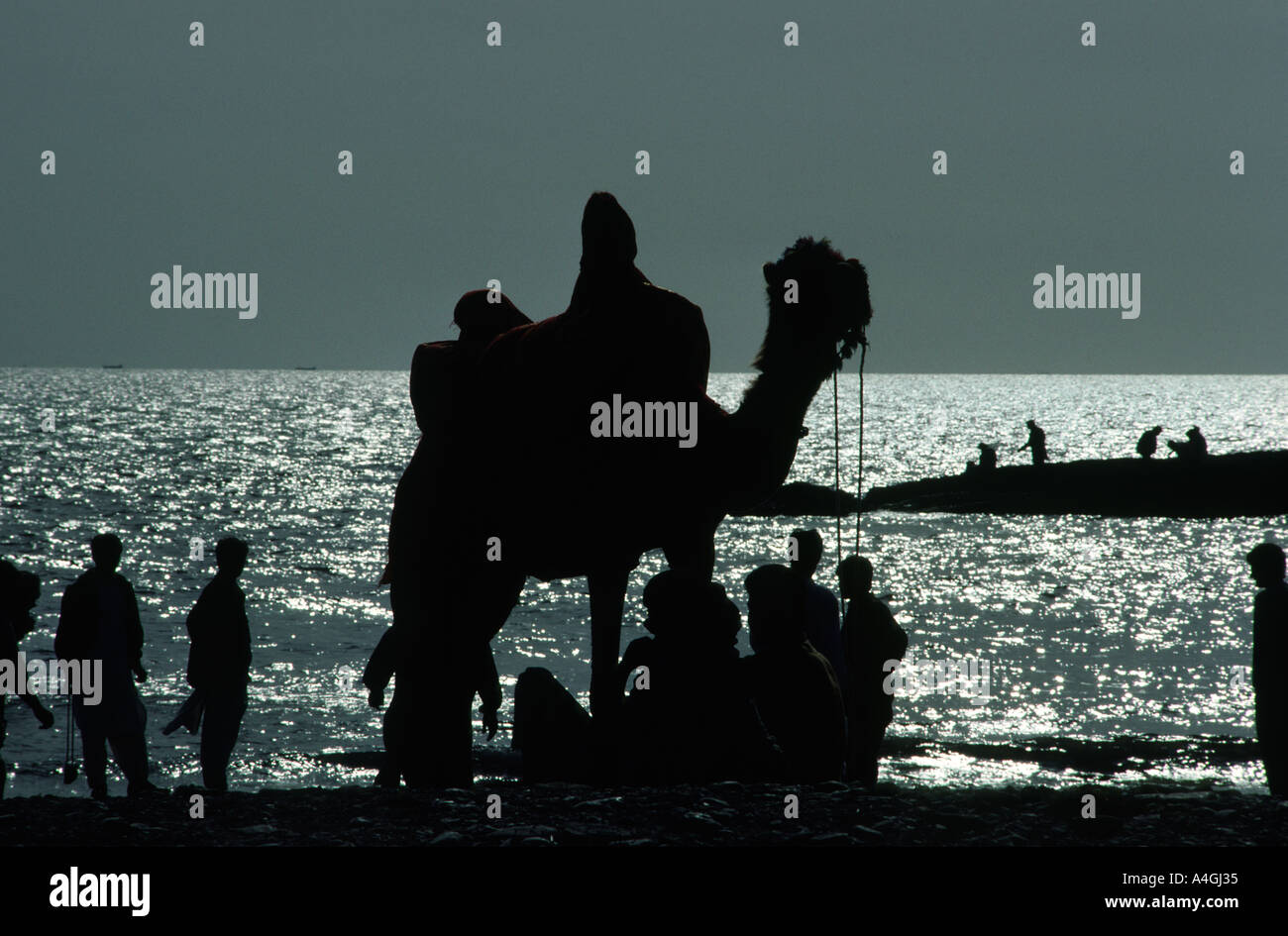 Pakistan Sind Karachi Silhouette Camel at Paradise Point beach Stock ...