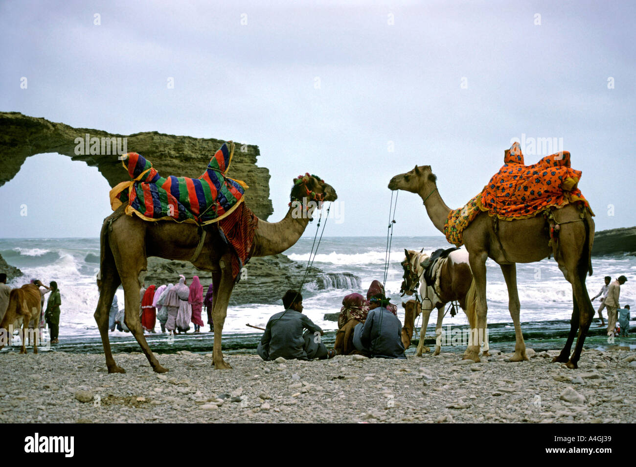 Pakistan Sind Karachi Camels at Paradise Point beach Stock Photo - Alamy
