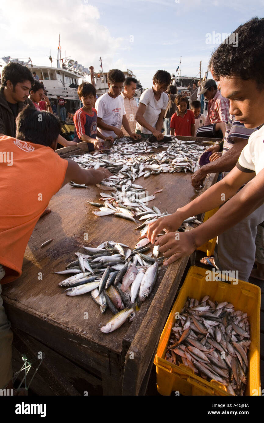Malaysia Borneo Sabah Semporna harbour sorting fishing catch at quay ...