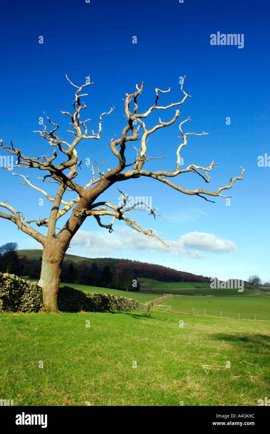ENGLAND Cumbria Ulverston A dead tree viewed from path heading to Old ...