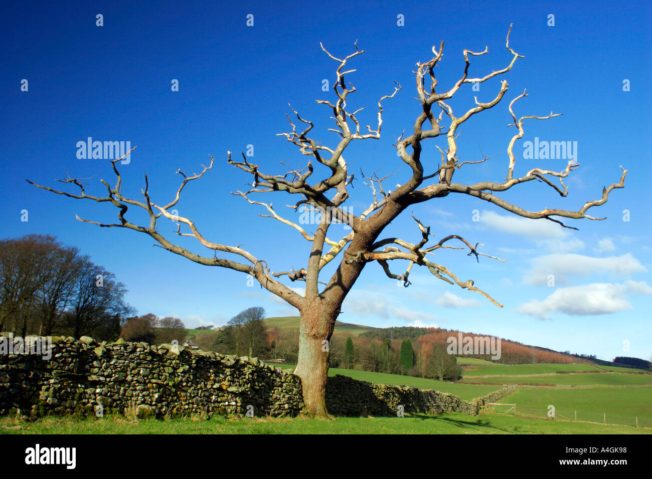 ENGLAND Cumbria Ulverston A dead tree viewed from path heading to Old ...