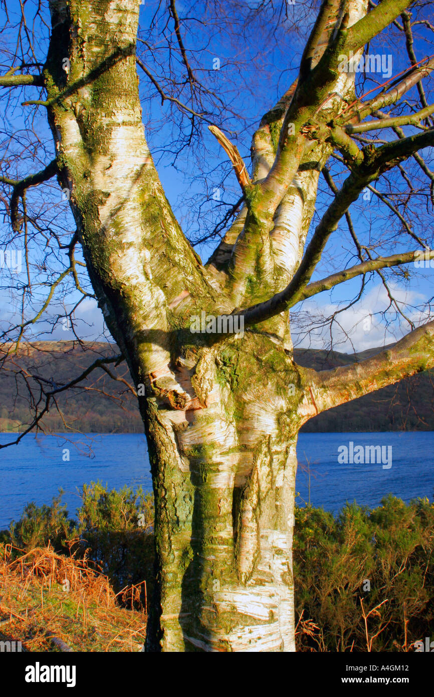 Hike winter coniston tree water hi-res stock photography and images - Alamy