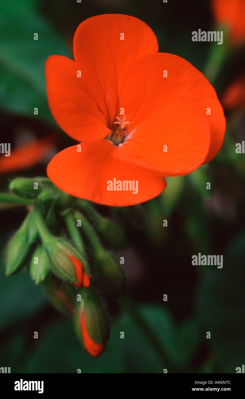 Pelargonium / Orange Geranium Stock Photo - Alamy