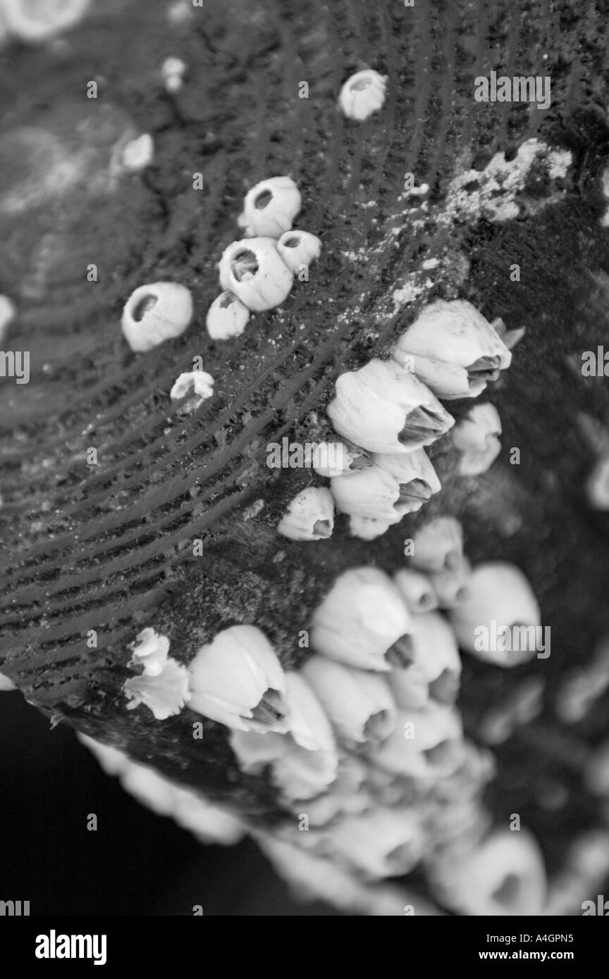 Barnacles on a pylon Stock Photo - Alamy