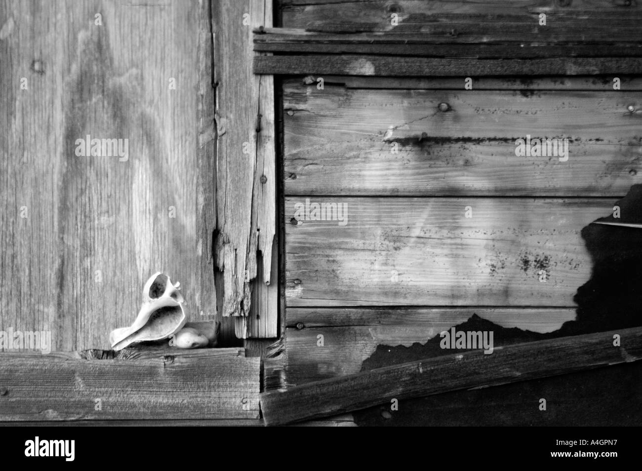 Old sea shell on a window sill of a rustic beach shanty Stock Photo - Alamy