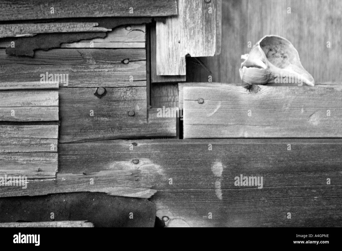 Old sea shell on a window sill of a rustic beach shanty Stock Photo - Alamy