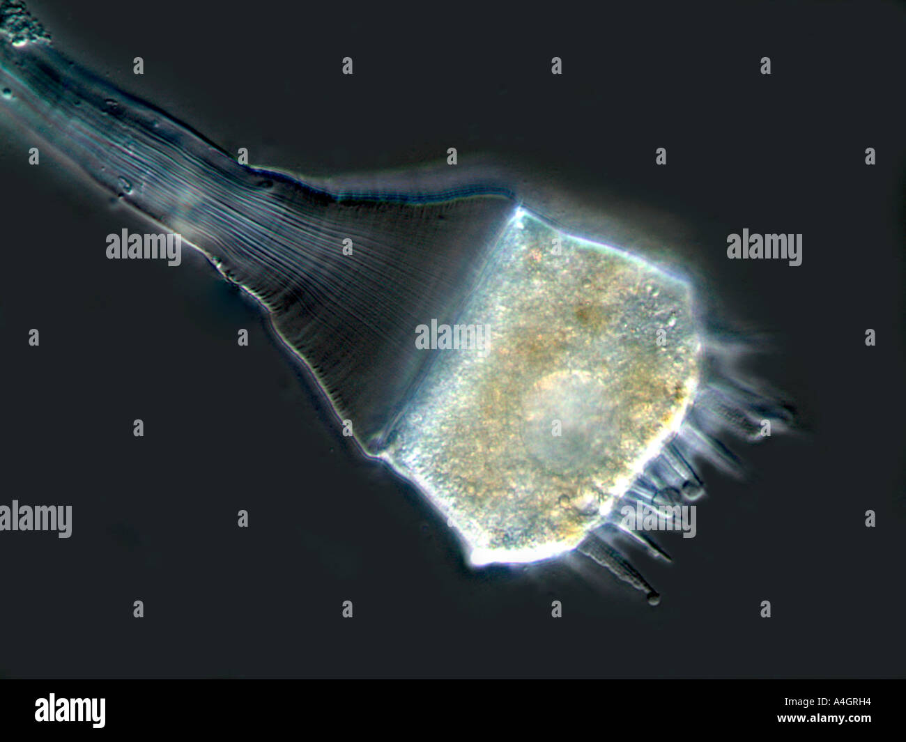 Protist hi-res stock photography and images - Alamy